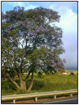 Jacaranda Tree Photos, Kula, Maui, Hawaii